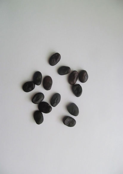 Exercise of Atention "Count the Beans"